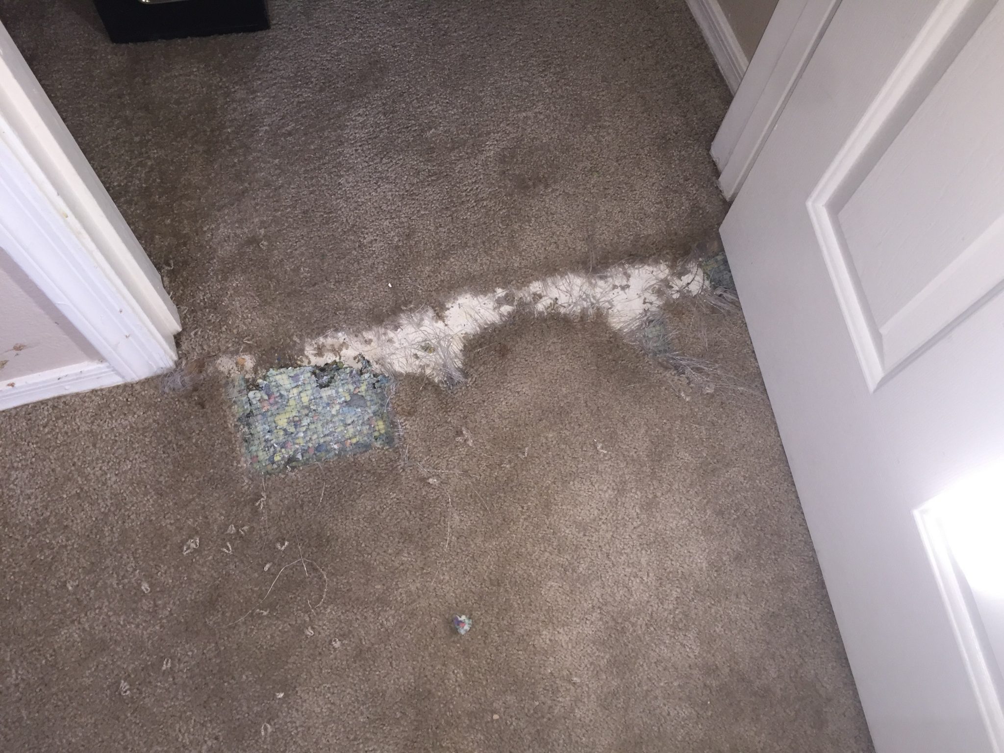 Carpet Repair: Pet Damage in Scottsdale, AZ - Phoenix Carpet Repair